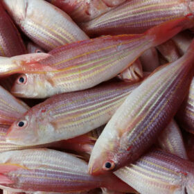 Cá Đổng Làm Gì Ngon ? Tổng Hợp Món Ngon Từ Cá Đổng Đừng Bỏ Lỡ